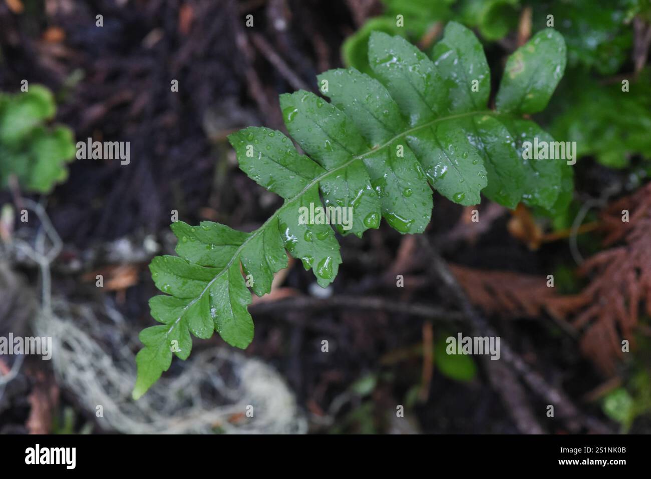 western polypody (Polypodium hesperium Stock Photo - Alamy