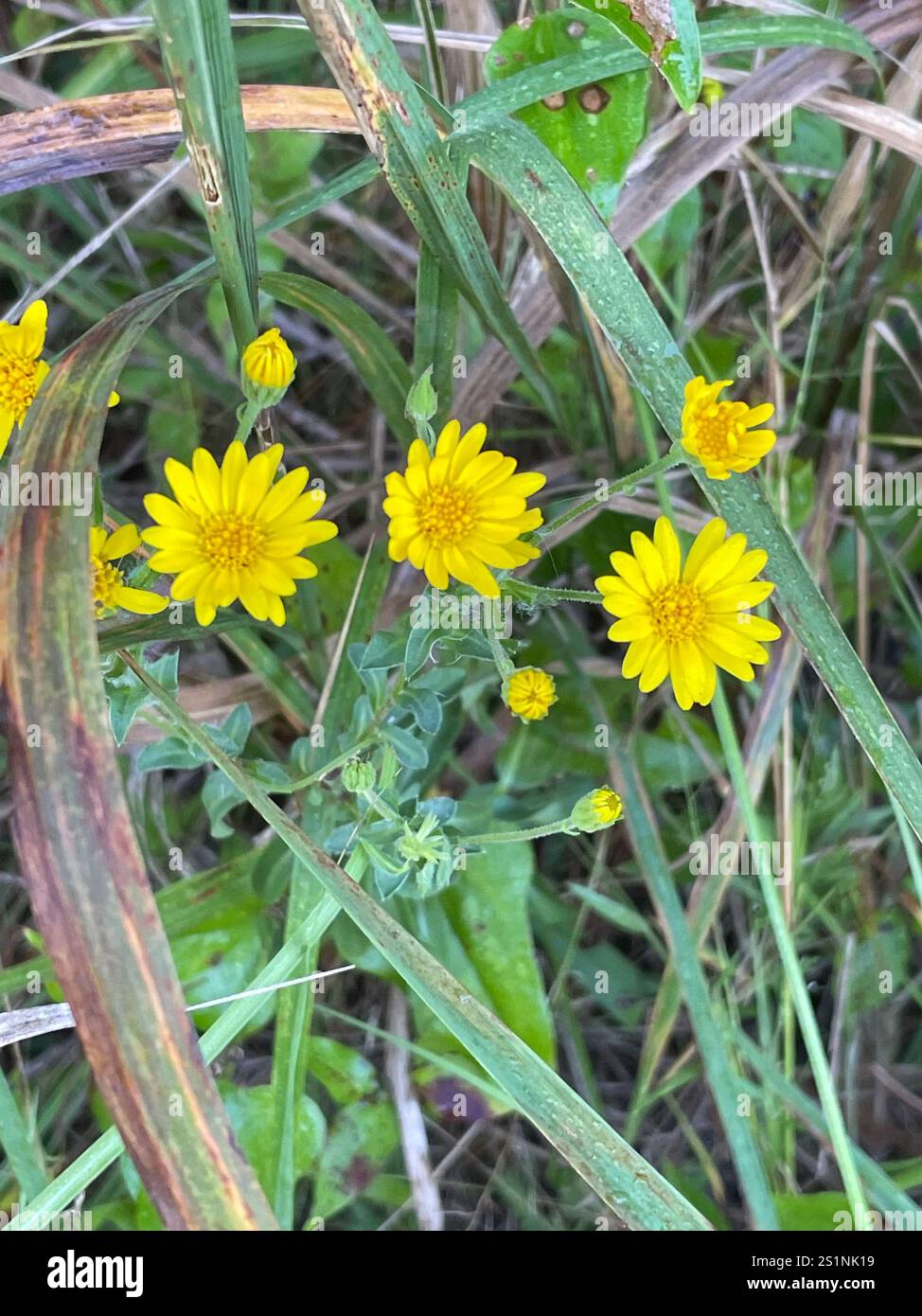 Maryland golden-aster (Chrysopsis mariana Stock Photo - Alamy