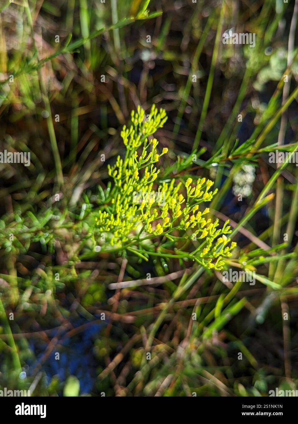 peninsular pineland rayless goldenrod (Bigelowia nudata australis Stock ...