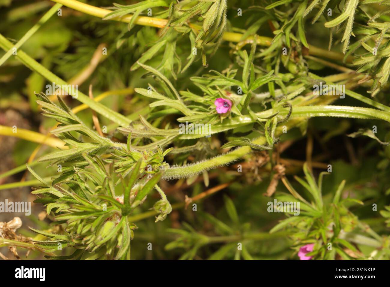 Cut-leaved crane's-bill (Geranium dissectum Stock Photo - Alamy