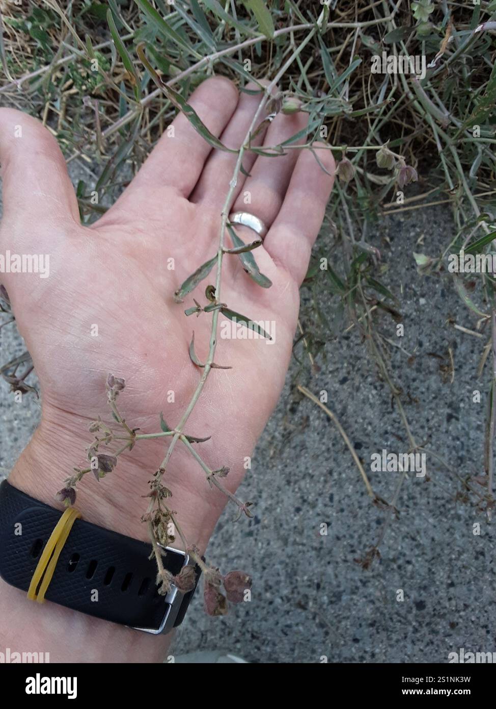 Narrowleaf Four o'Clock (Mirabilis linearis Stock Photo - Alamy
