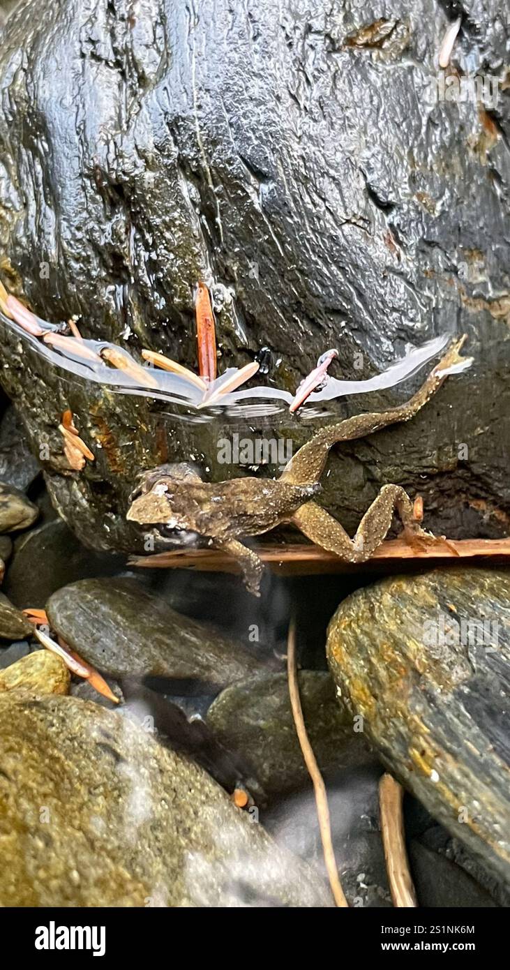 Coastal Tailed Frog (Ascaphus truei Stock Photo - Alamy
