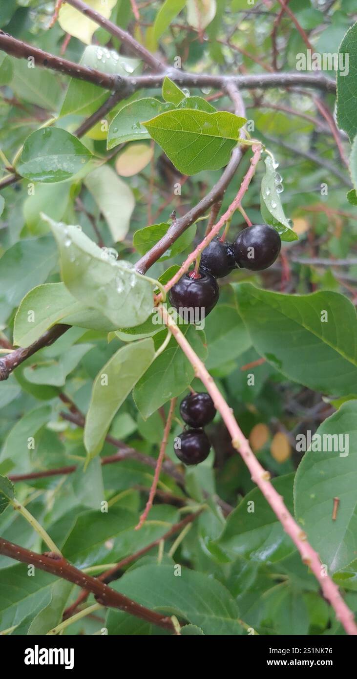 chokecherry (Prunus virginiana Stock Photo - Alamy