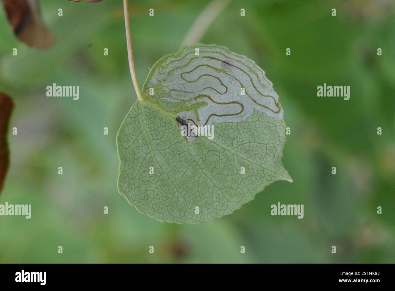 Aspen Serpentine Leafminer Moth (Phyllocnistis populiella Stock Photo ...