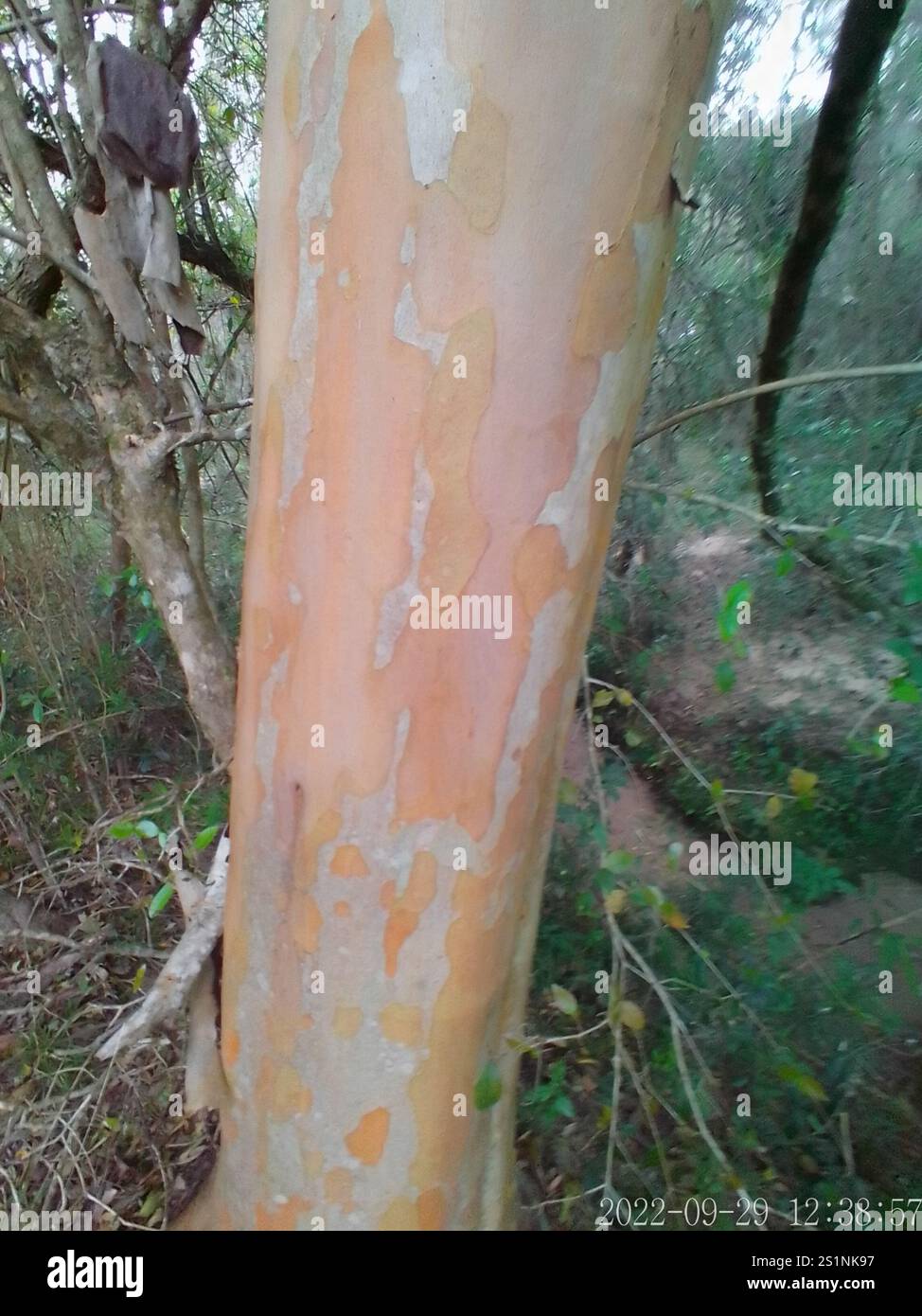 myrtle family (Myrtaceae Stock Photo - Alamy