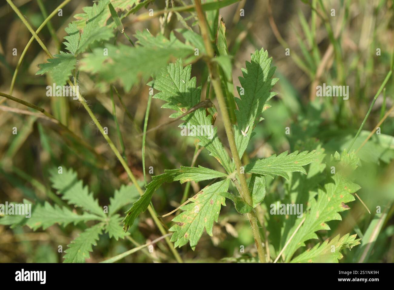 sulphur cinquefoil (Potentilla recta Stock Photo - Alamy