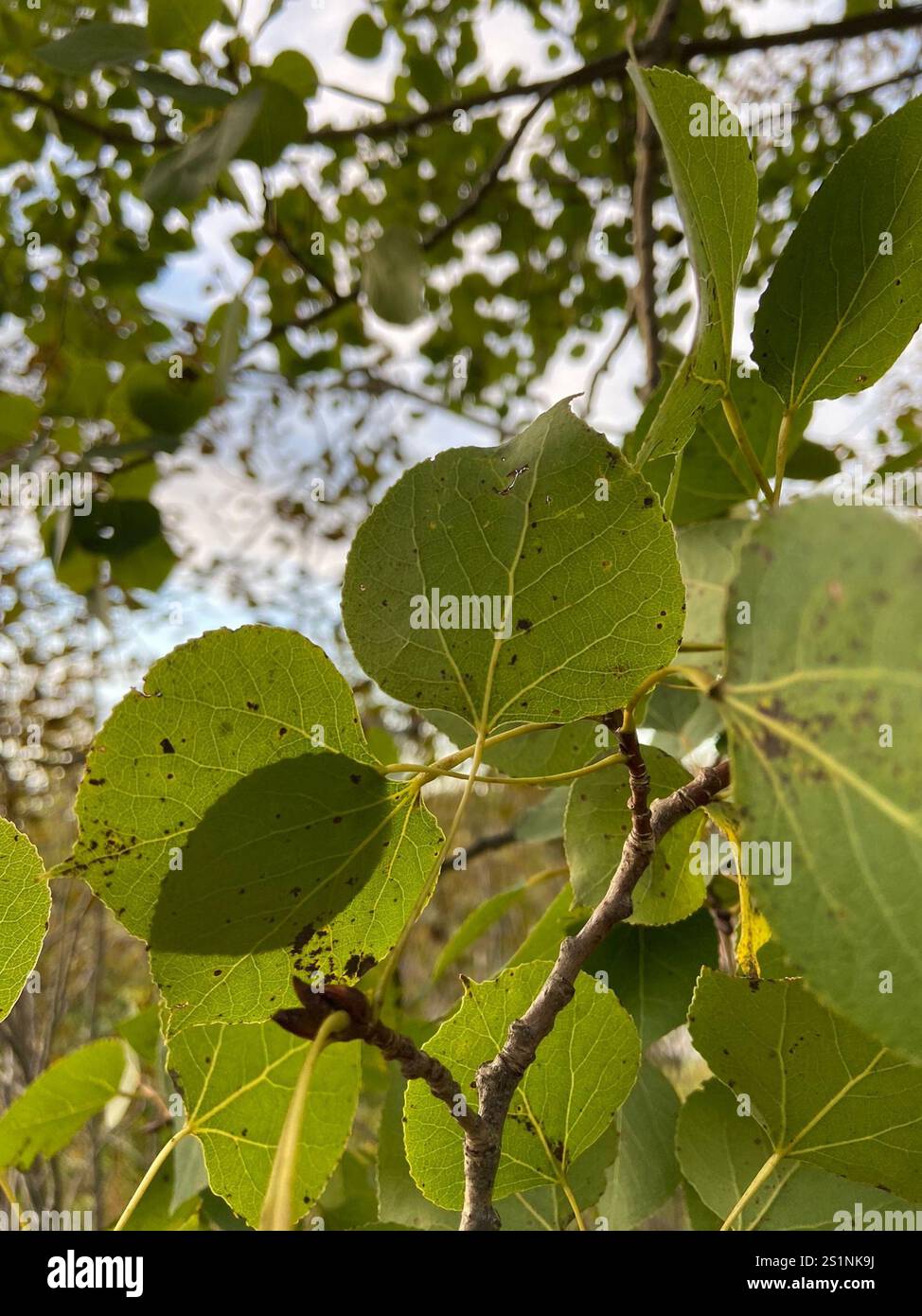 quaking aspen (Populus tremuloides Stock Photo - Alamy