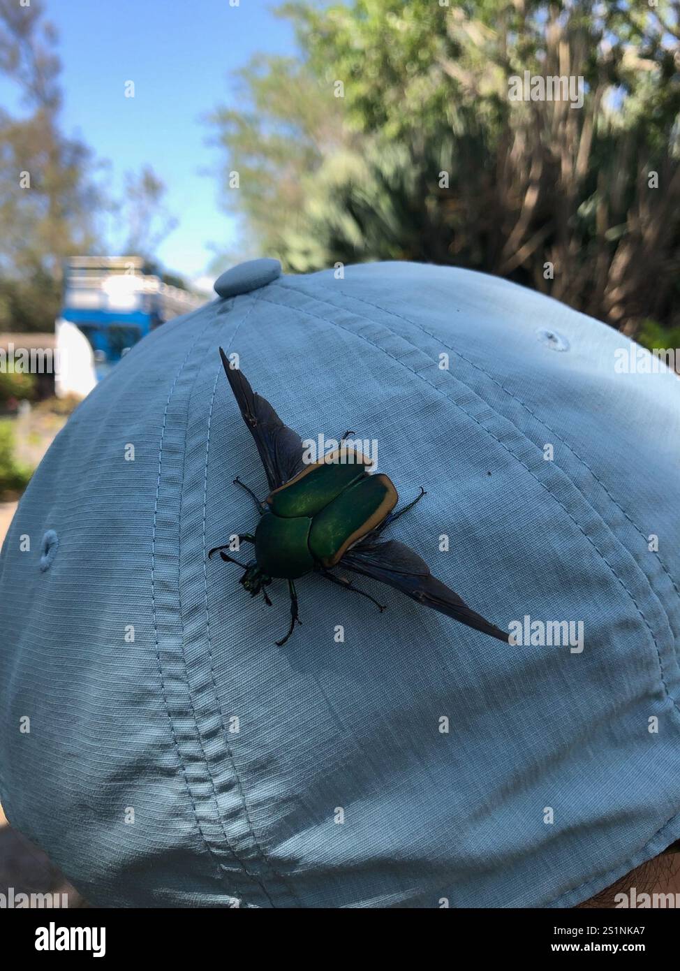 Figeater Beetle (Cotinis mutabilis Stock Photo - Alamy