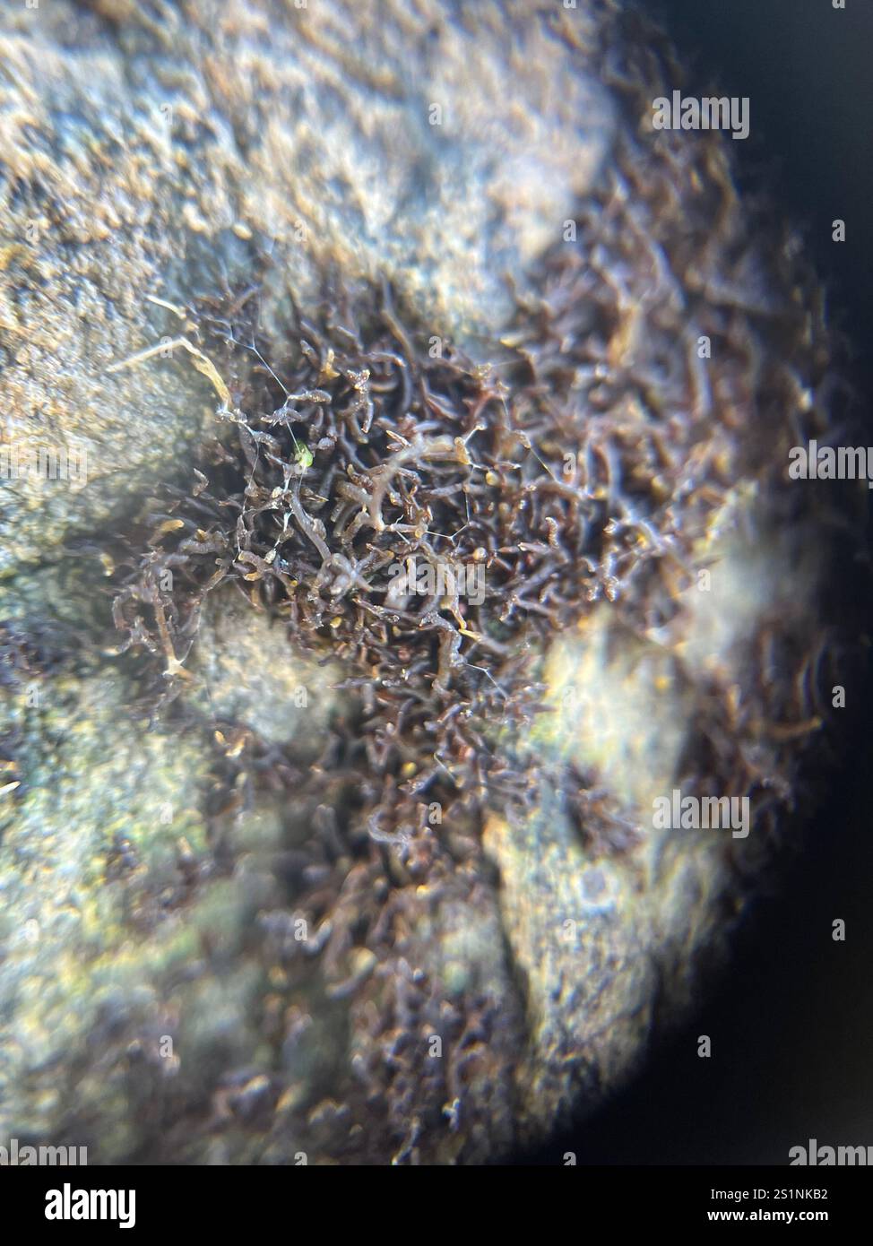 Scouring-pad alga (Endocladia muricata Stock Photo - Alamy