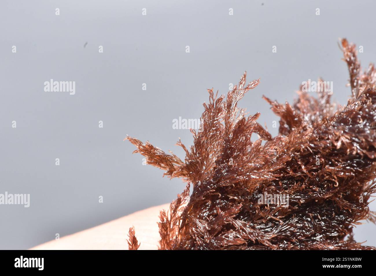 red algae (Rhodophyta Stock Photo - Alamy