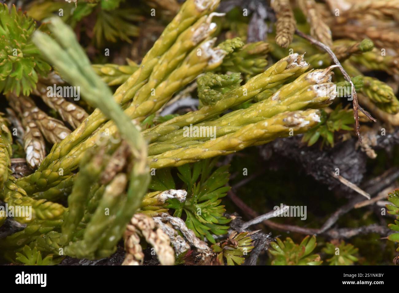 alpine clubmoss (Diphasiastrum alpinum Stock Photo - Alamy