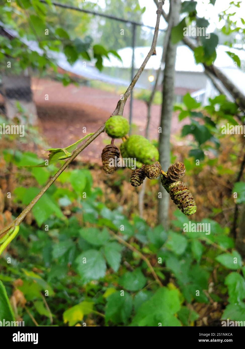 Red Alder (Alnus rubra Stock Photo - Alamy