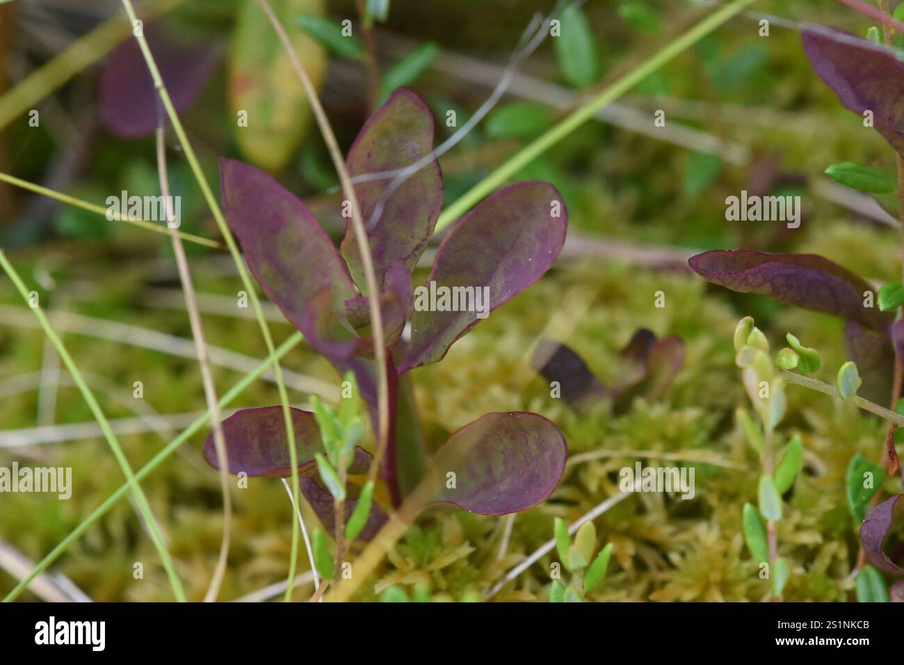 Northern Comandra (Geocaulon lividum Stock Photo - Alamy