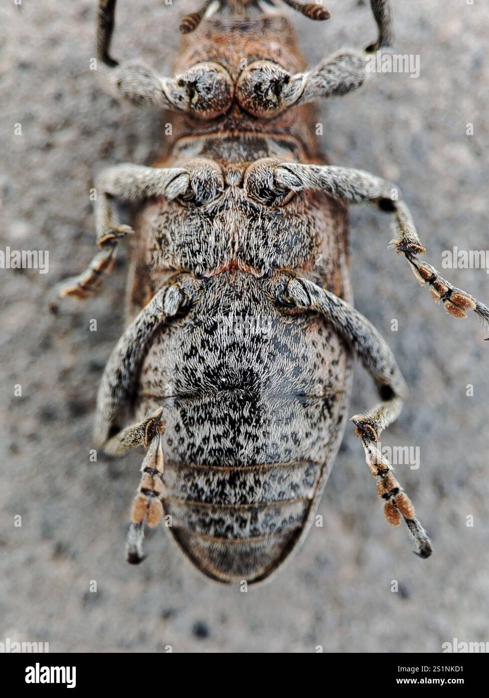Large Thistle Weevil (Cleonis pigra Stock Photo - Alamy