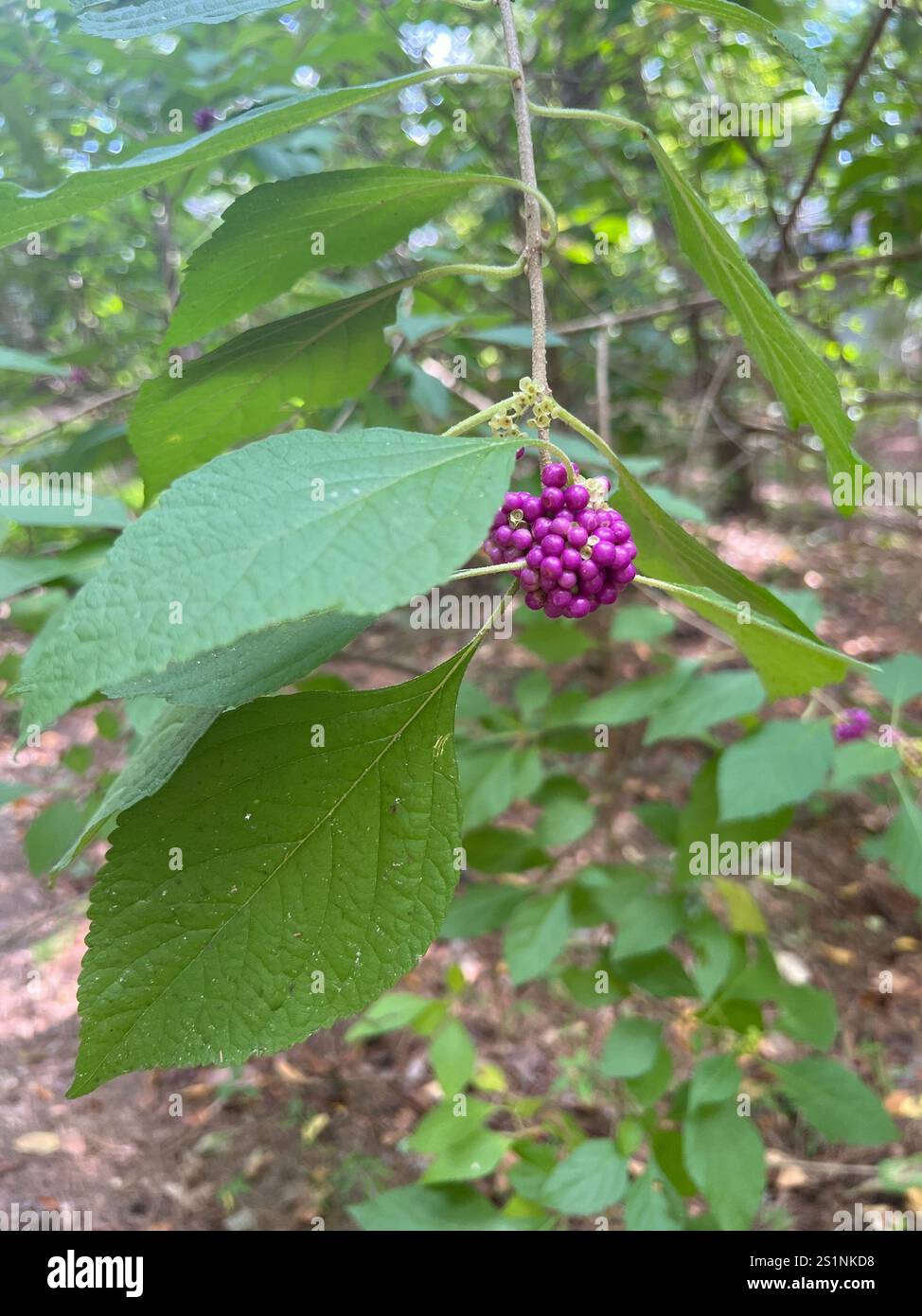 American beautyberry (Callicarpa americana Stock Photo - Alamy