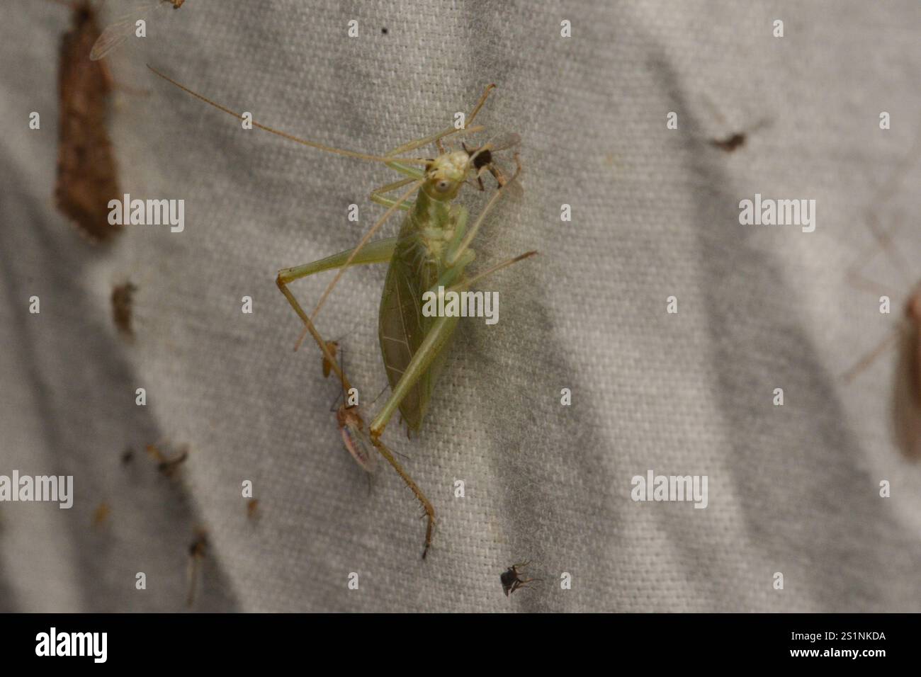 Four-spotted Tree Cricket (Oecanthus quadripunctatus Stock Photo - Alamy
