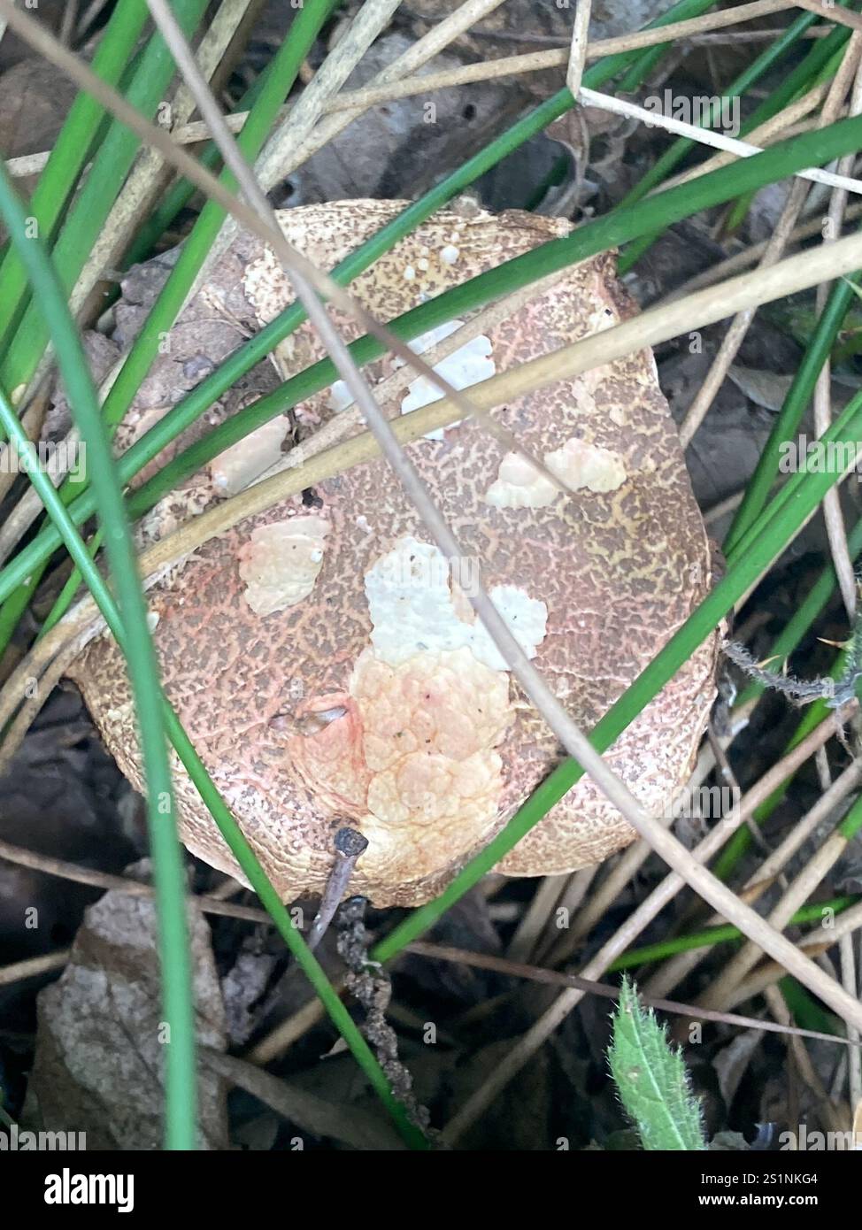 Red-cracking Bolete (Xerocomellus chrysenteron Stock Photo - Alamy