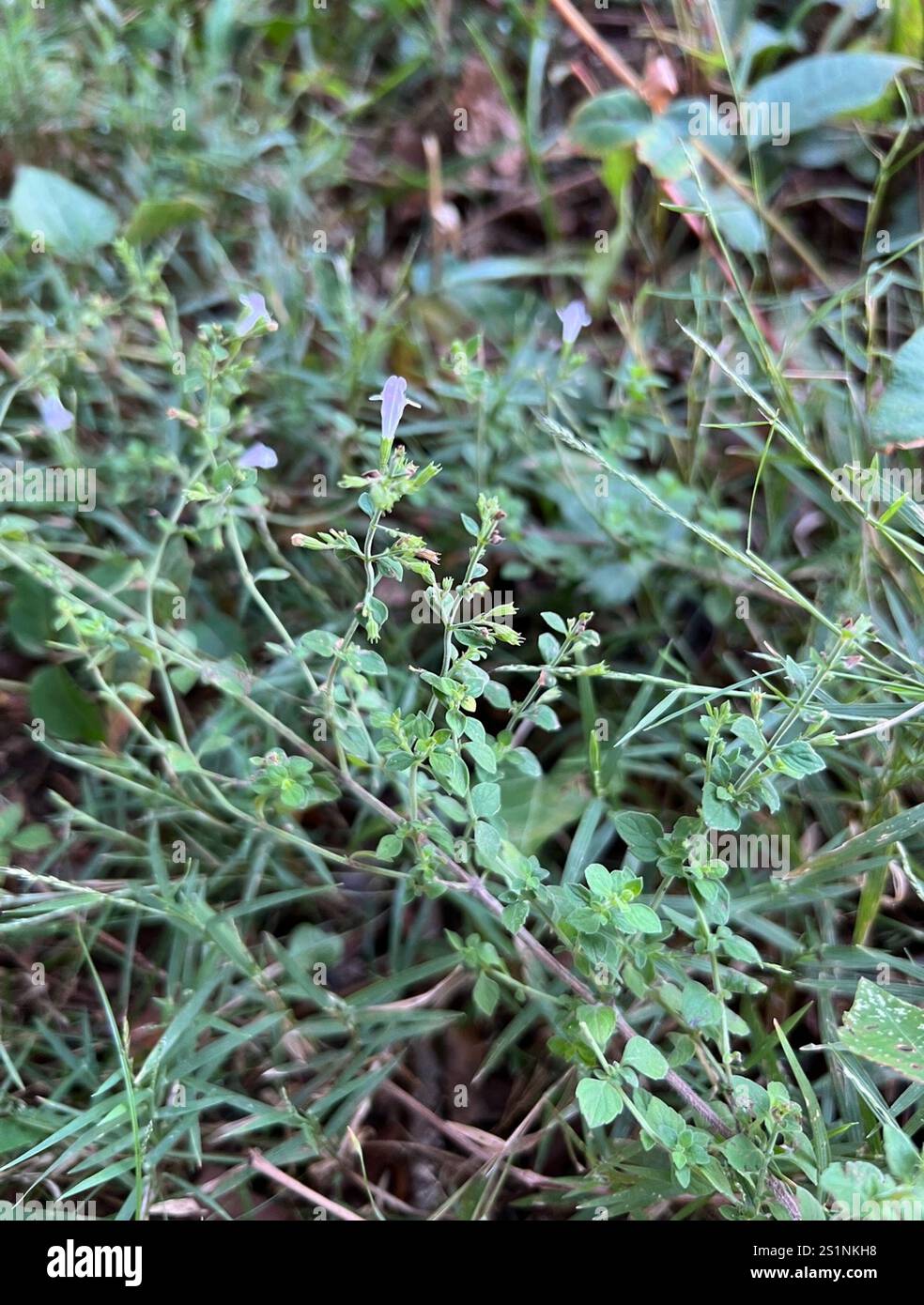 Lesser Calamint (Clinopodium nepeta Stock Photo - Alamy