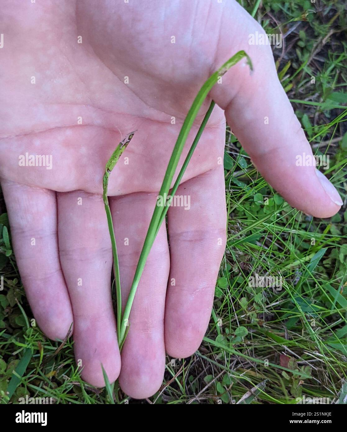 whitetop sedge (Rhynchospora colorata Stock Photo - Alamy