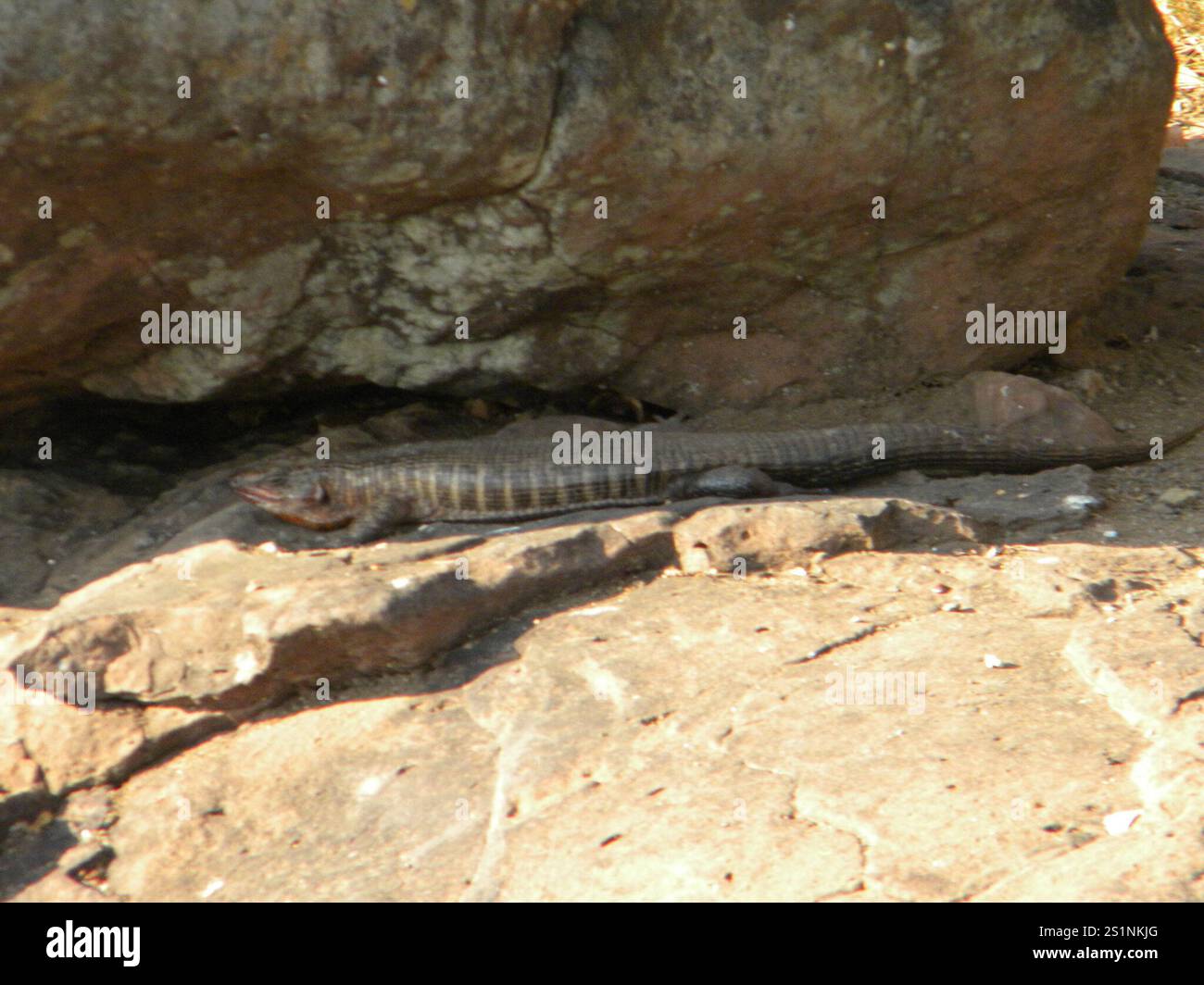 Common Giant Plated Lizard (Matobosaurus validus Stock Photo - Alamy