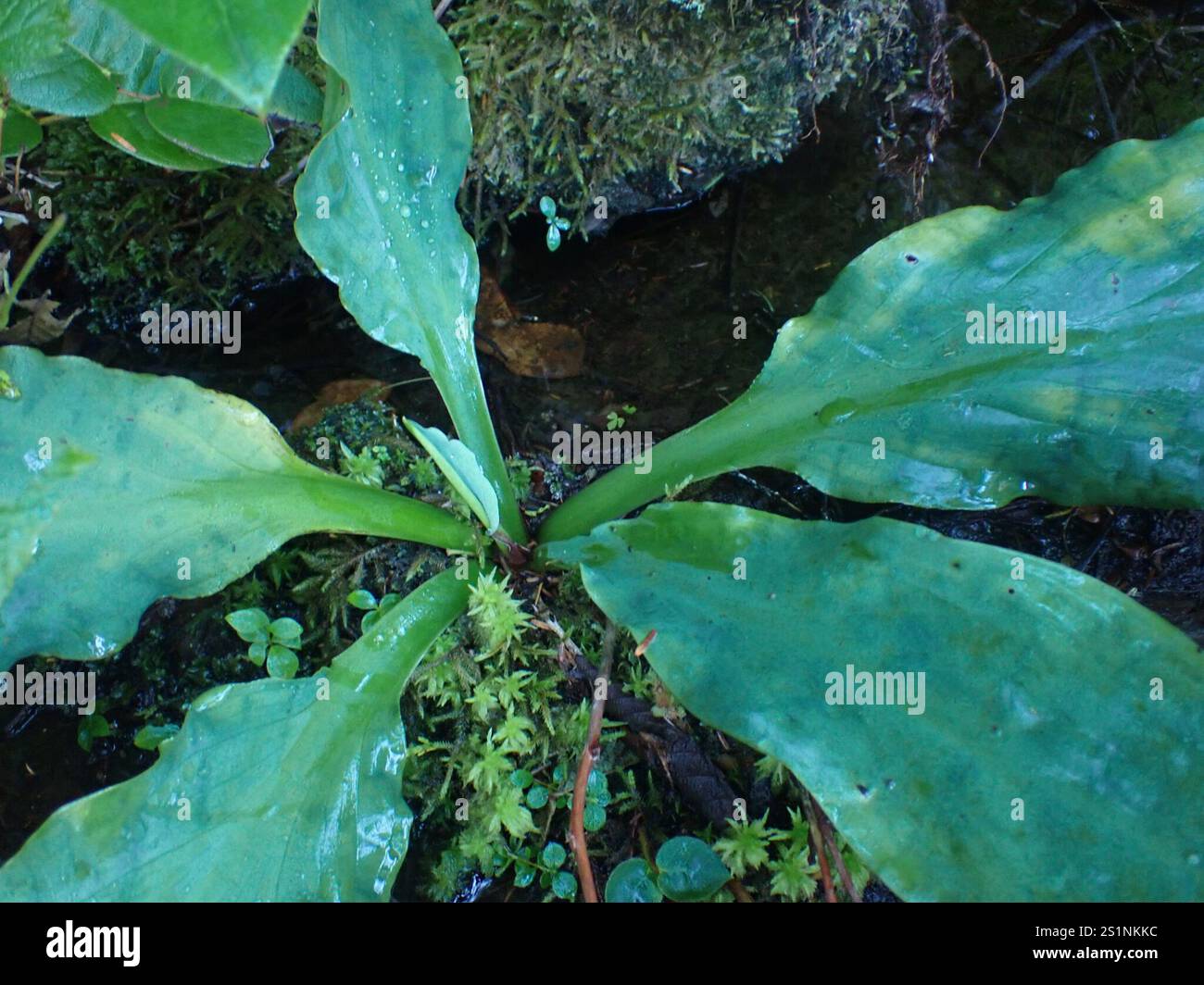 western skunk cabbage (Lysichiton americanus Stock Photo - Alamy
