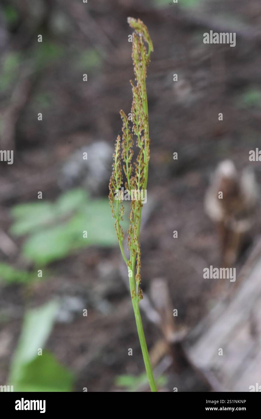 rattlesnake fern (Botrypus virginianus Stock Photo - Alamy