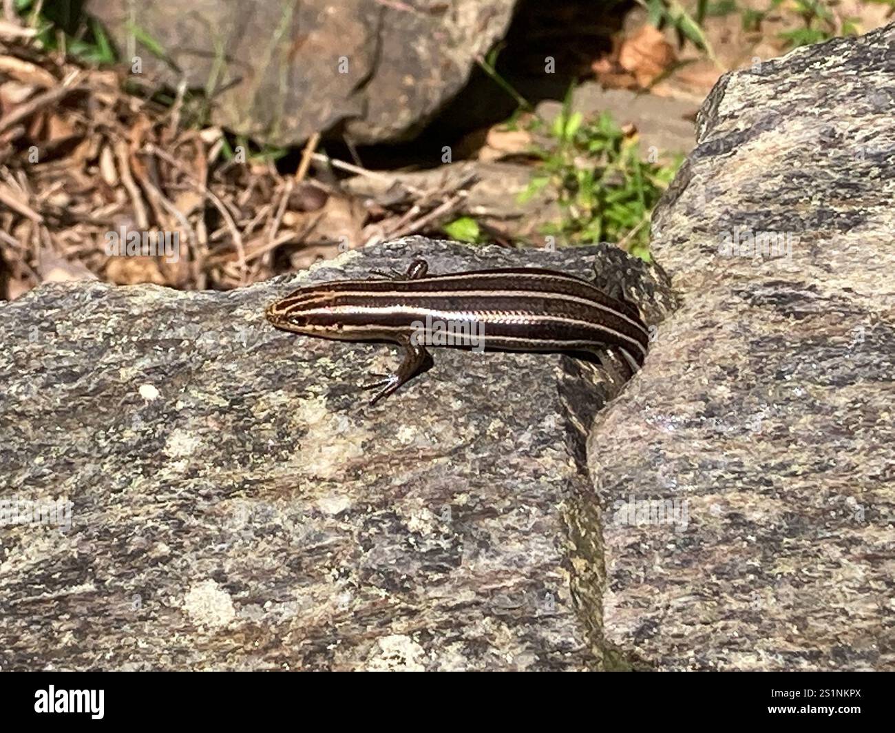 Common Five-lined Skink (Plestiodon fasciatus Stock Photo - Alamy