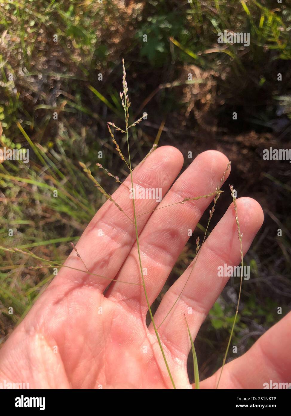 Redtop Panicgrass (Coleataenia longifolia longifolia Stock Photo - Alamy