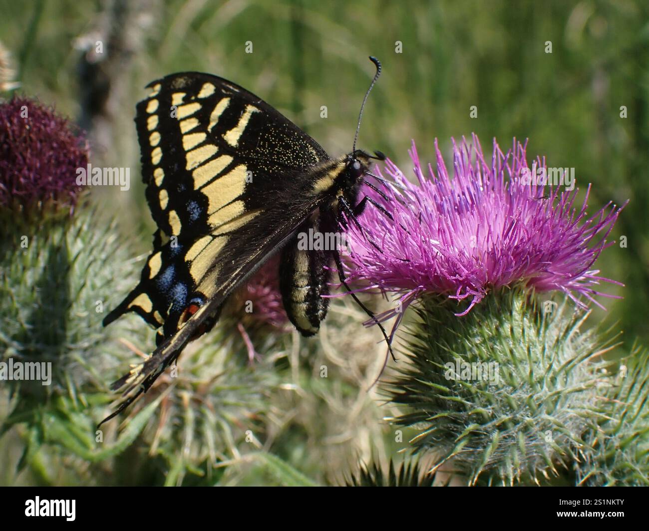Anise Swallowtail (Papilio zelicaon Stock Photo - Alamy