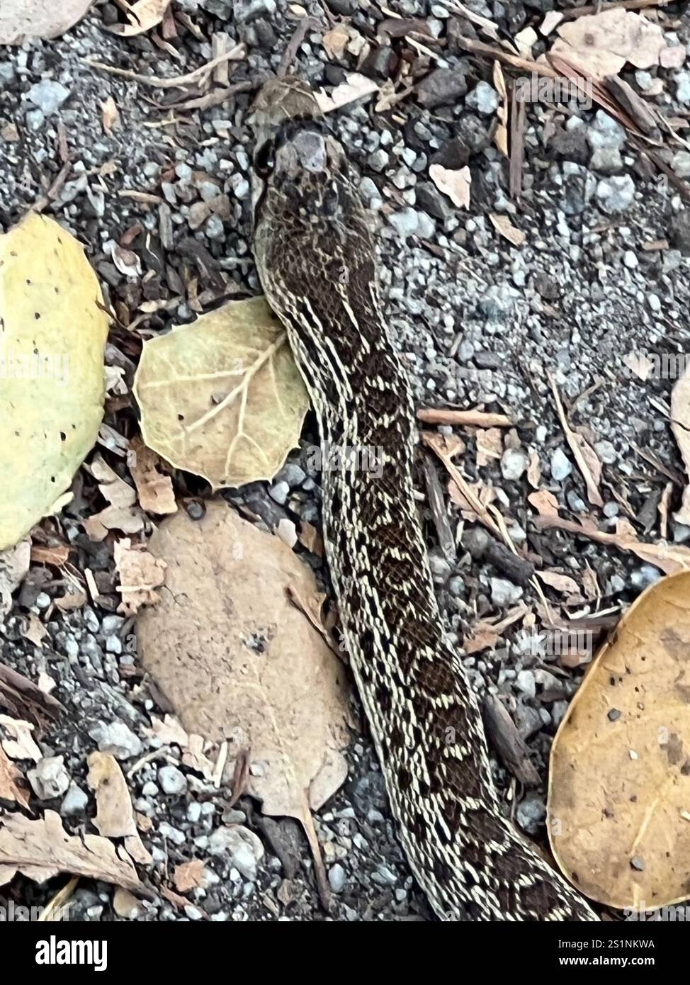 Pacific Gopher Snake (Pituophis catenifer catenifer Stock Photo - Alamy