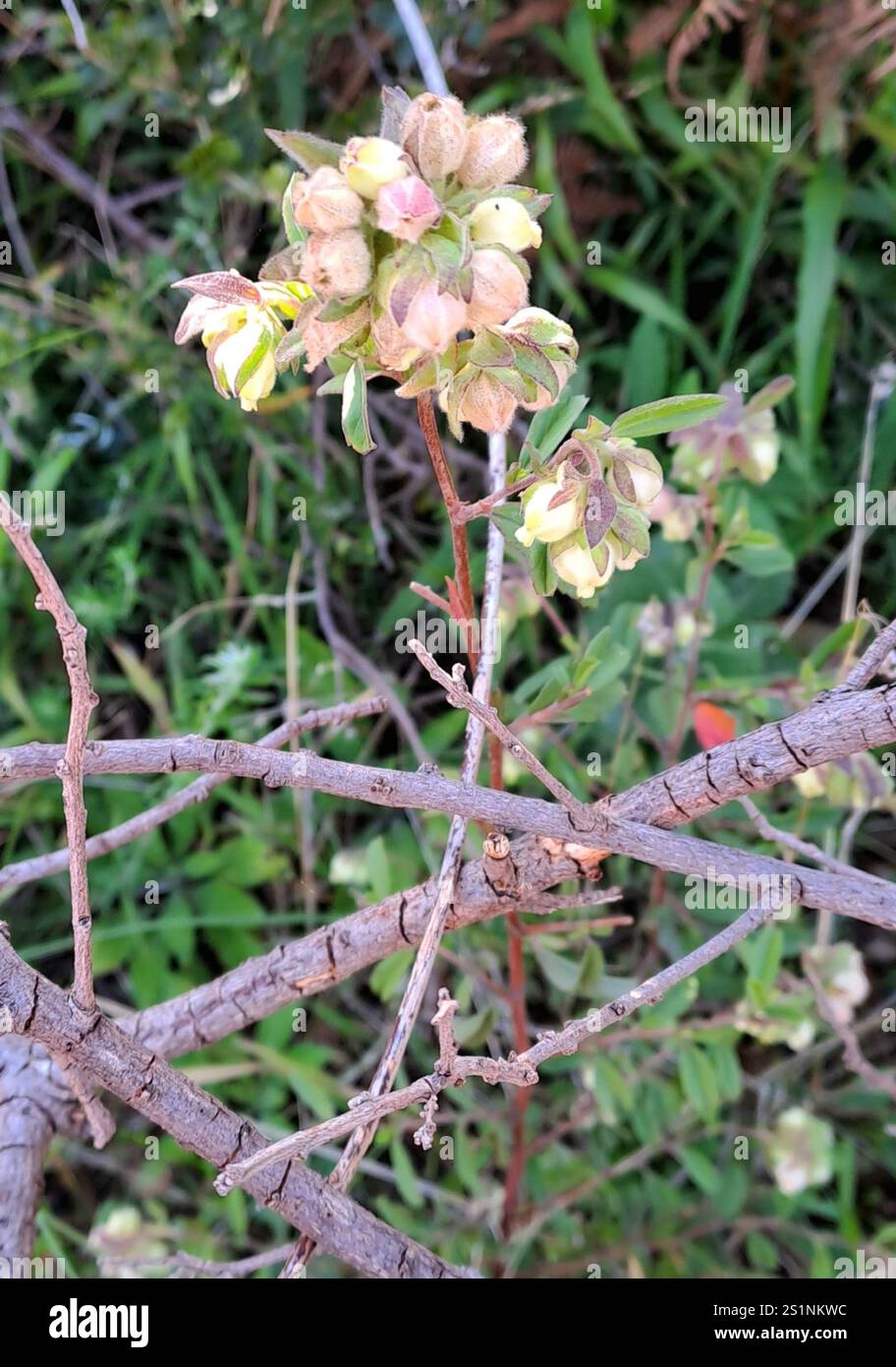 Fat Dollsrose (Hermannia hyssopifolia Stock Photo - Alamy