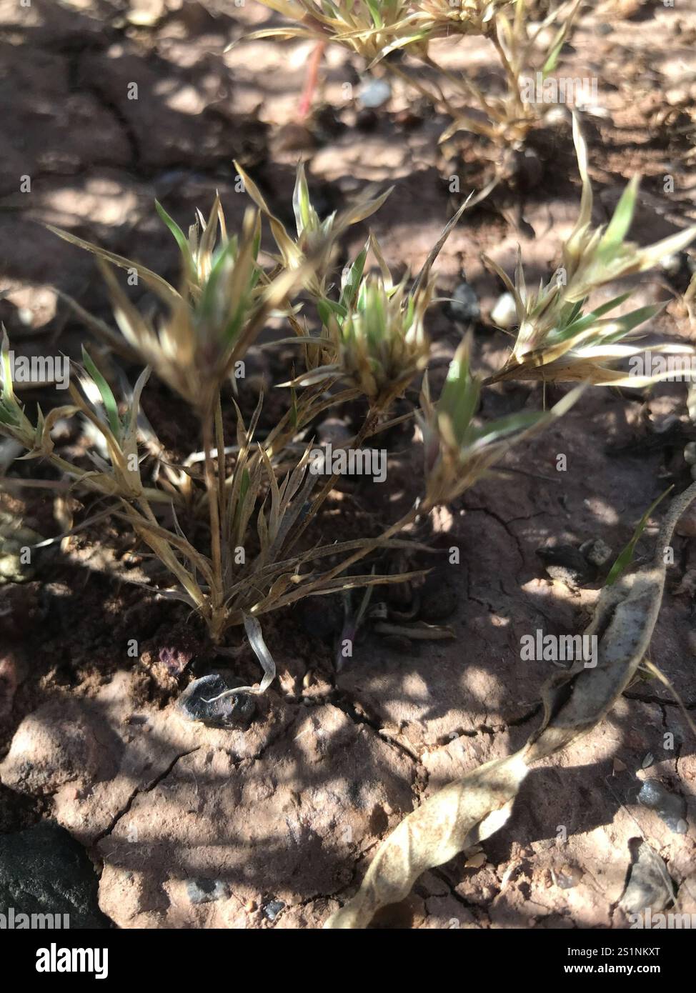 False Buffalograss (Munroa squarrosa Stock Photo - Alamy