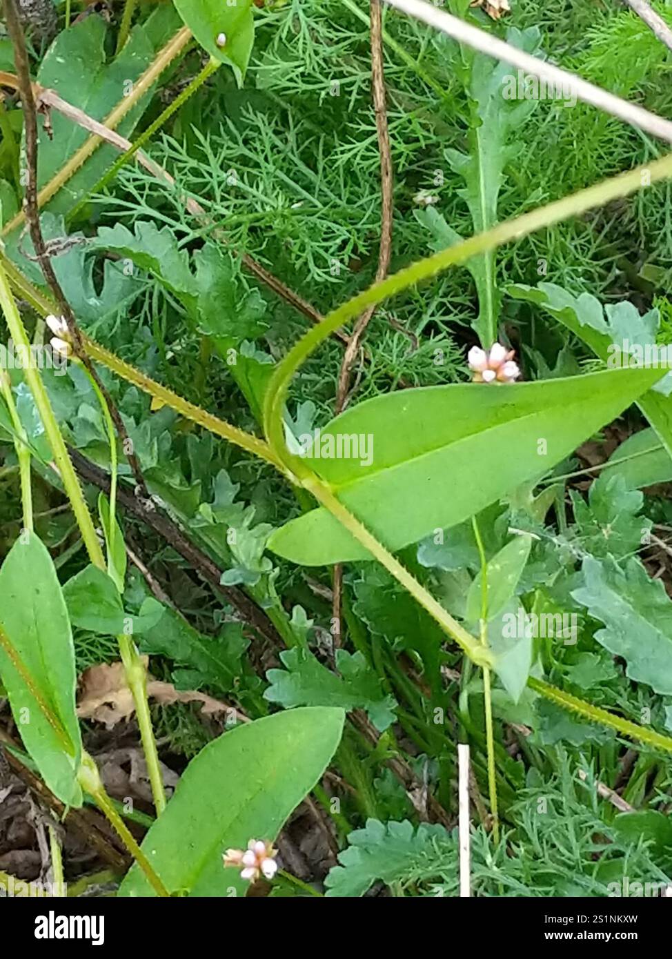 arrow-leaved tearthumb (Persicaria sagittata Stock Photo - Alamy