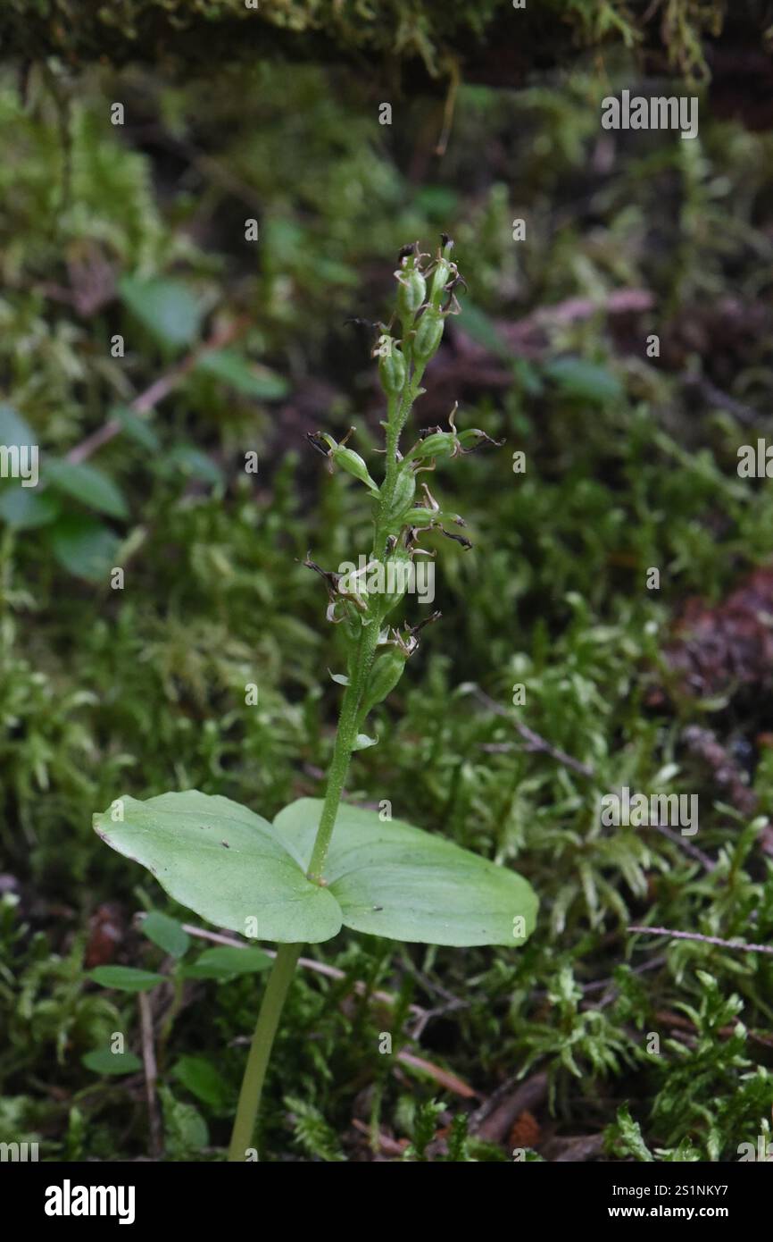 Northern twayblade (Neottia borealis Stock Photo - Alamy