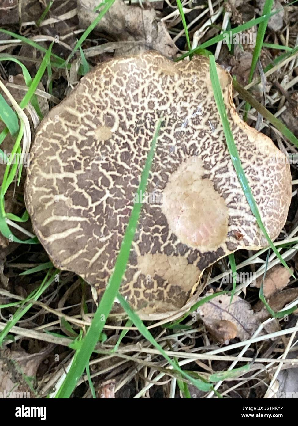 Red-cracking Bolete (Xerocomellus chrysenteron Stock Photo - Alamy