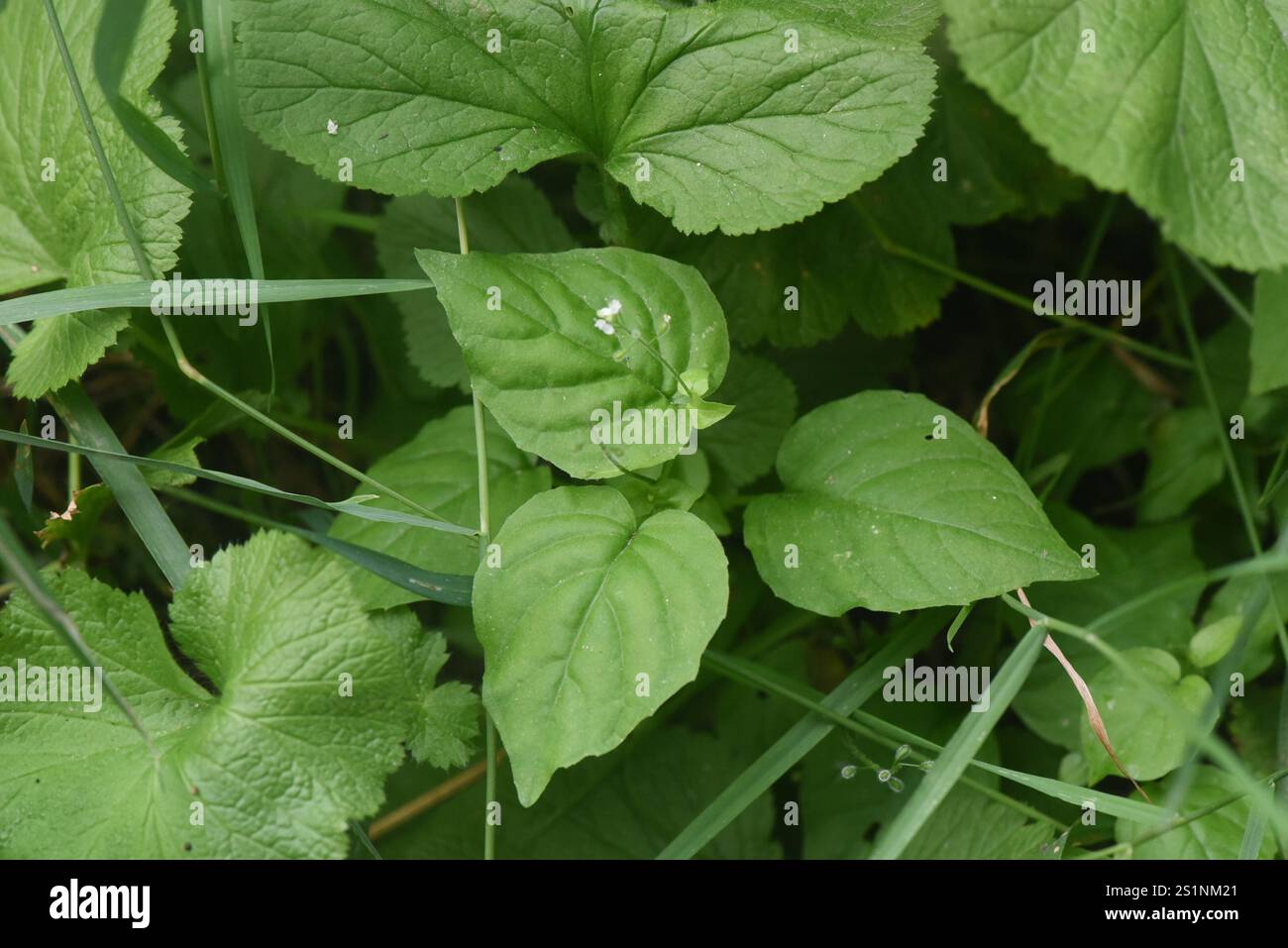 Alpine Enchanter's-nightshade (Circaea alpina Stock Photo - Alamy