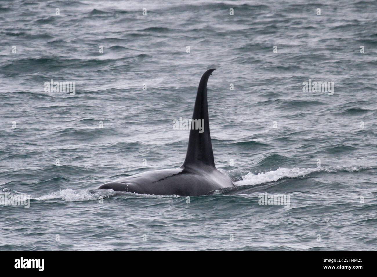 Orca (Orcinus orca Stock Photo - Alamy