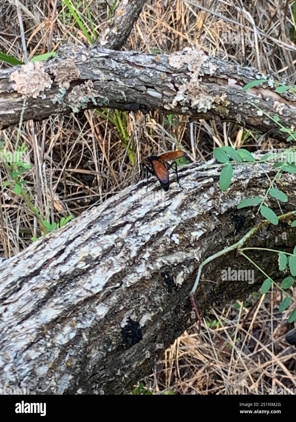 Thisbe's Tarantula-hawk Wasp (Pepsis thisbe Stock Photo - Alamy