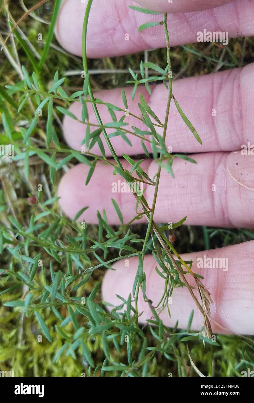 slender pinweed (Lechea tenuifolia Stock Photo - Alamy
