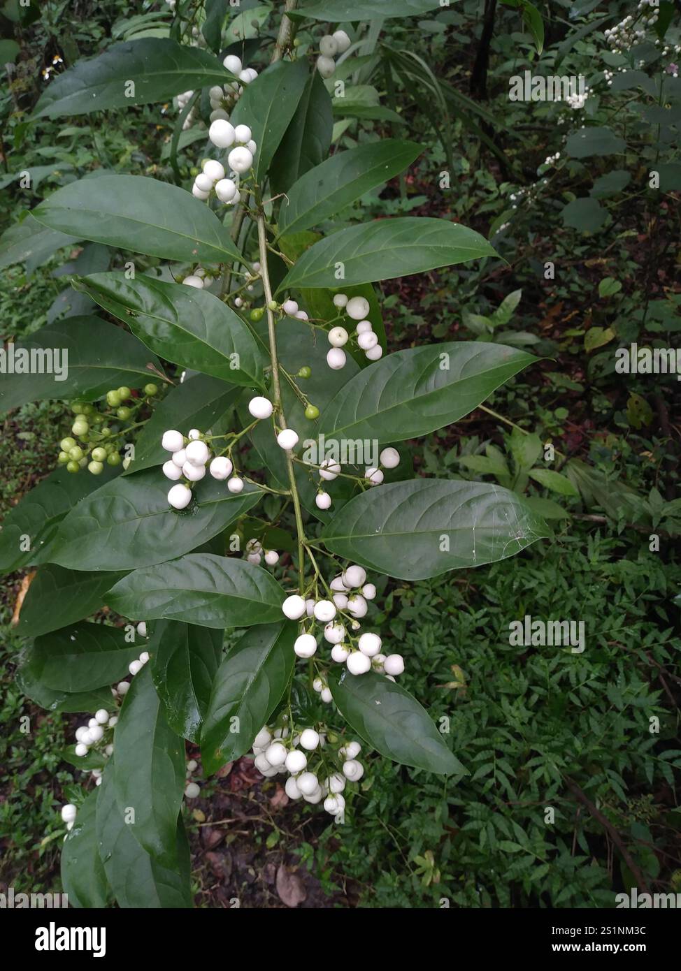night jessamine (Cestrum nocturnum Stock Photo - Alamy