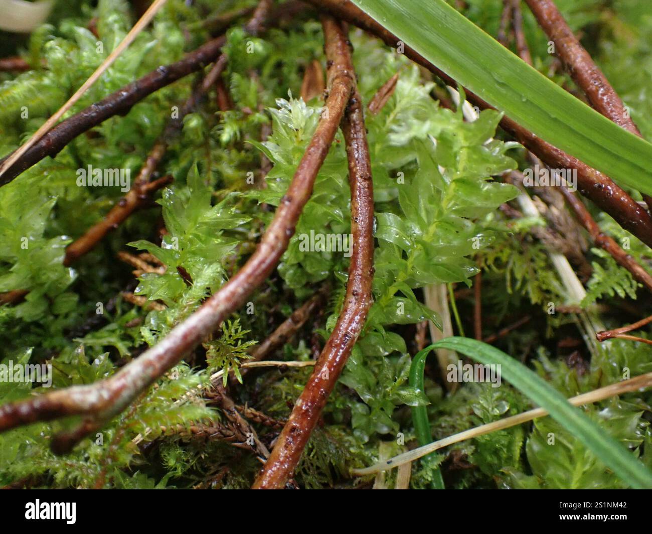 Badge Moss (Plagiomnium insigne Stock Photo - Alamy