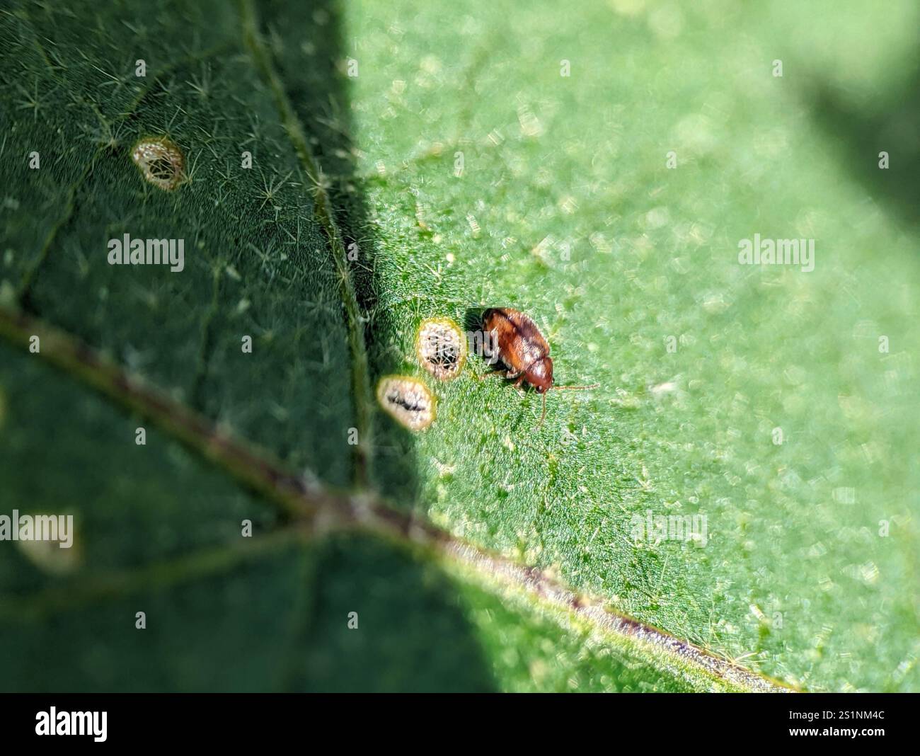 Tobacco Flea Beetle (Epitrix hirtipennis Stock Photo - Alamy