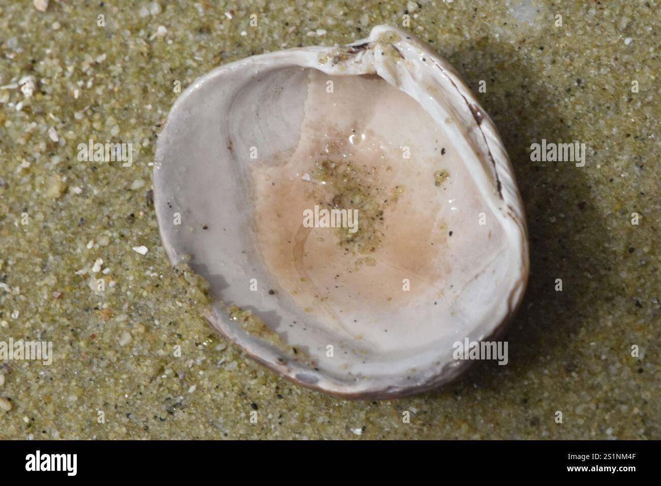 Butter Clam (Saxidomus gigantea Stock Photo - Alamy