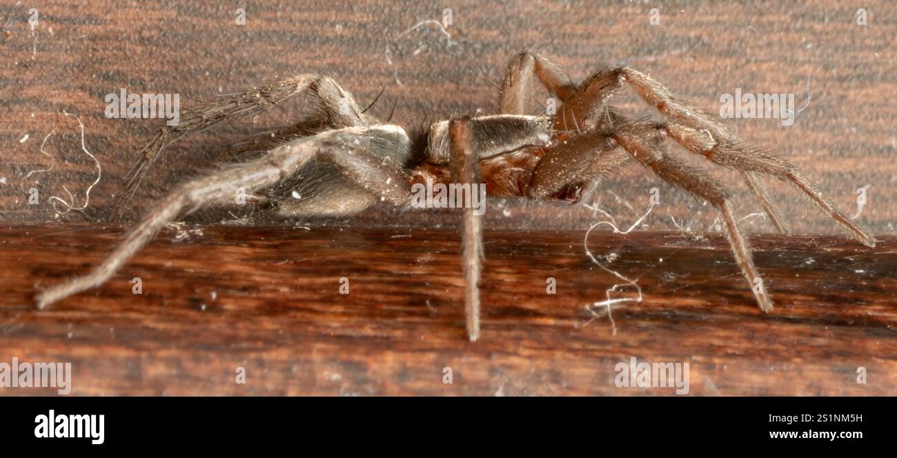 Western Parson Spider (Herpyllus propinquus Stock Photo - Alamy