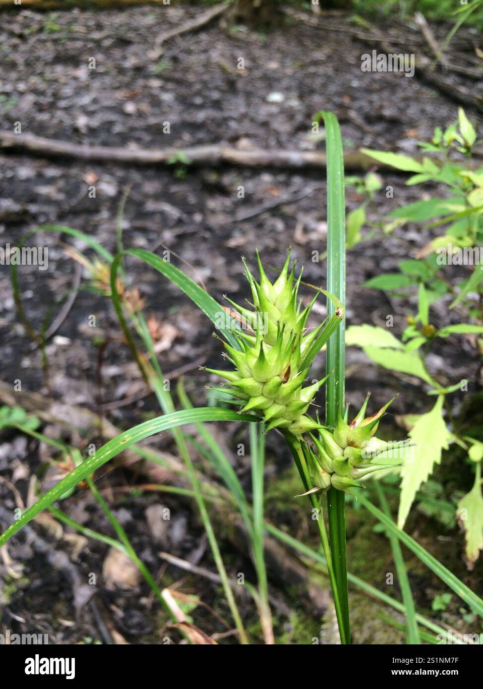 hop sedge (Carex lupulina Stock Photo - Alamy