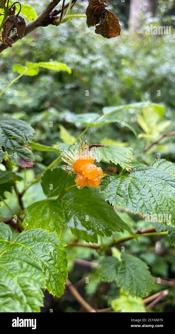 Salmonberry (Rubus spectabilis Stock Photo - Alamy