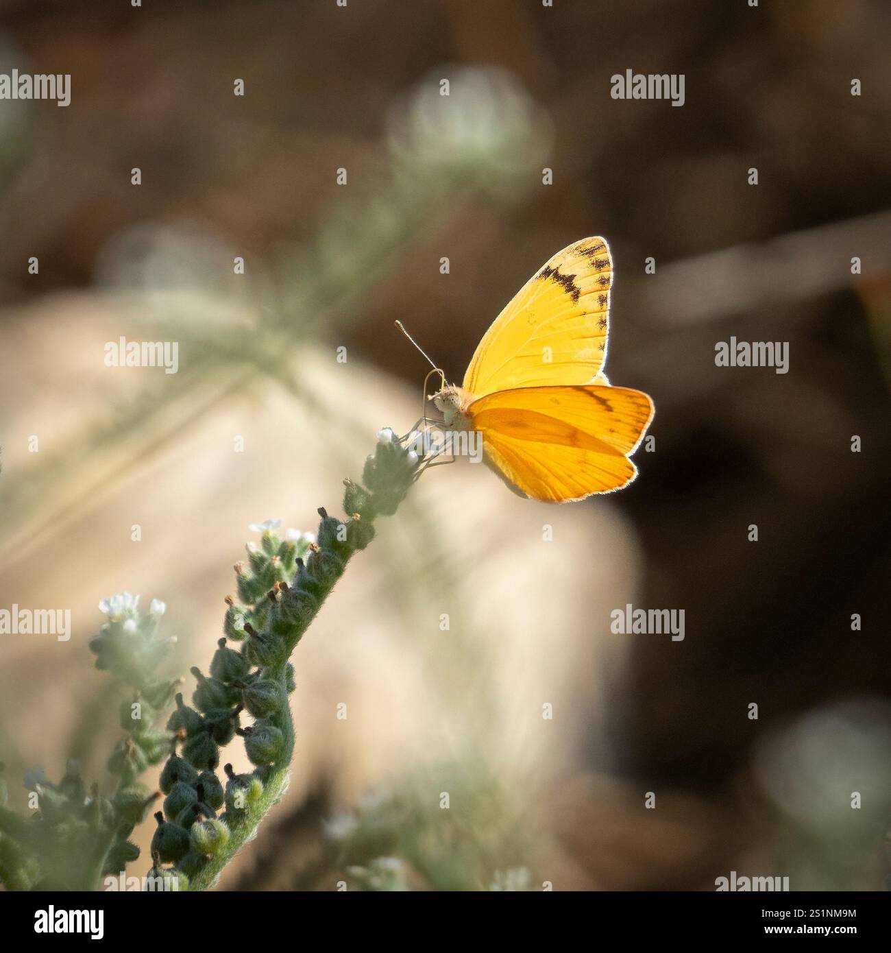 Colotis hi-res stock photography and images - Alamy