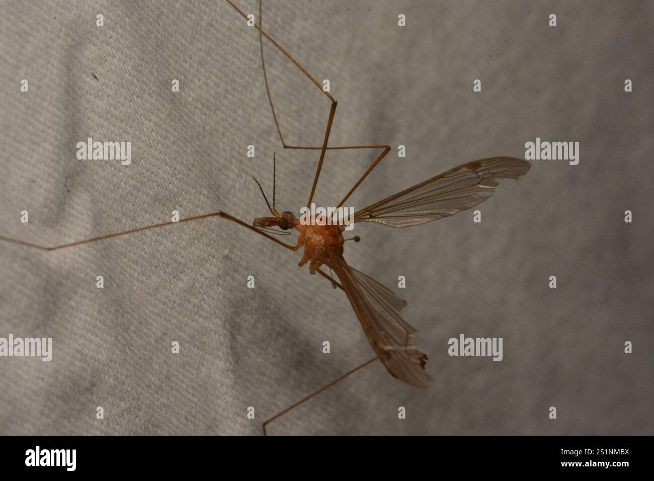 Typical Crane Flies (Tipuloidea Stock Photo - Alamy