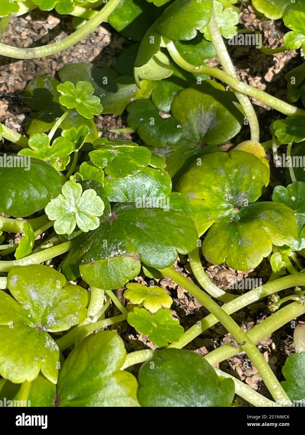 floating marsh pennywort (Hydrocotyle ranunculoides Stock Photo - Alamy