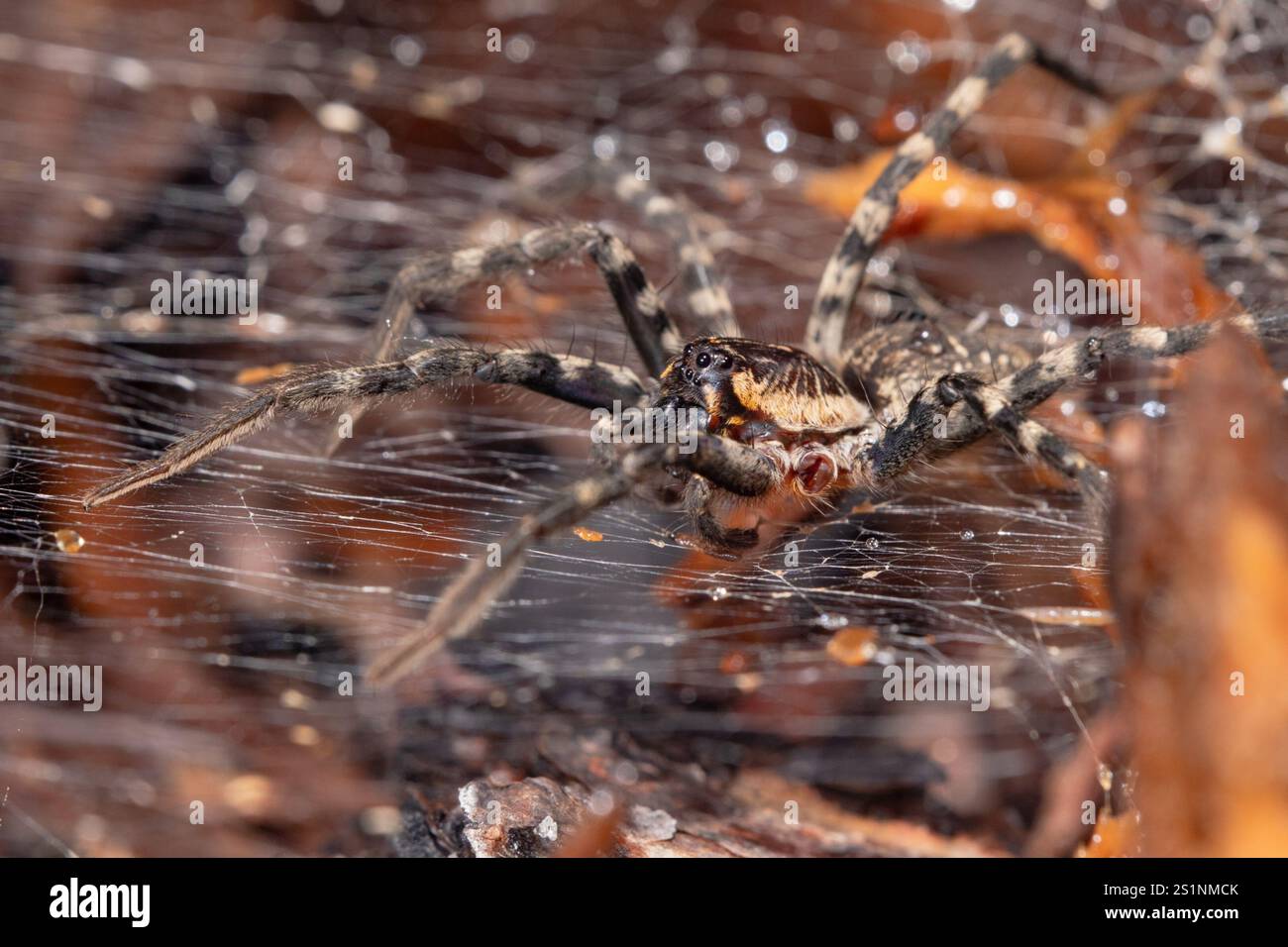 Lake Placid Funnel Wolf Spider (Sosippus placidus Stock Photo - Alamy